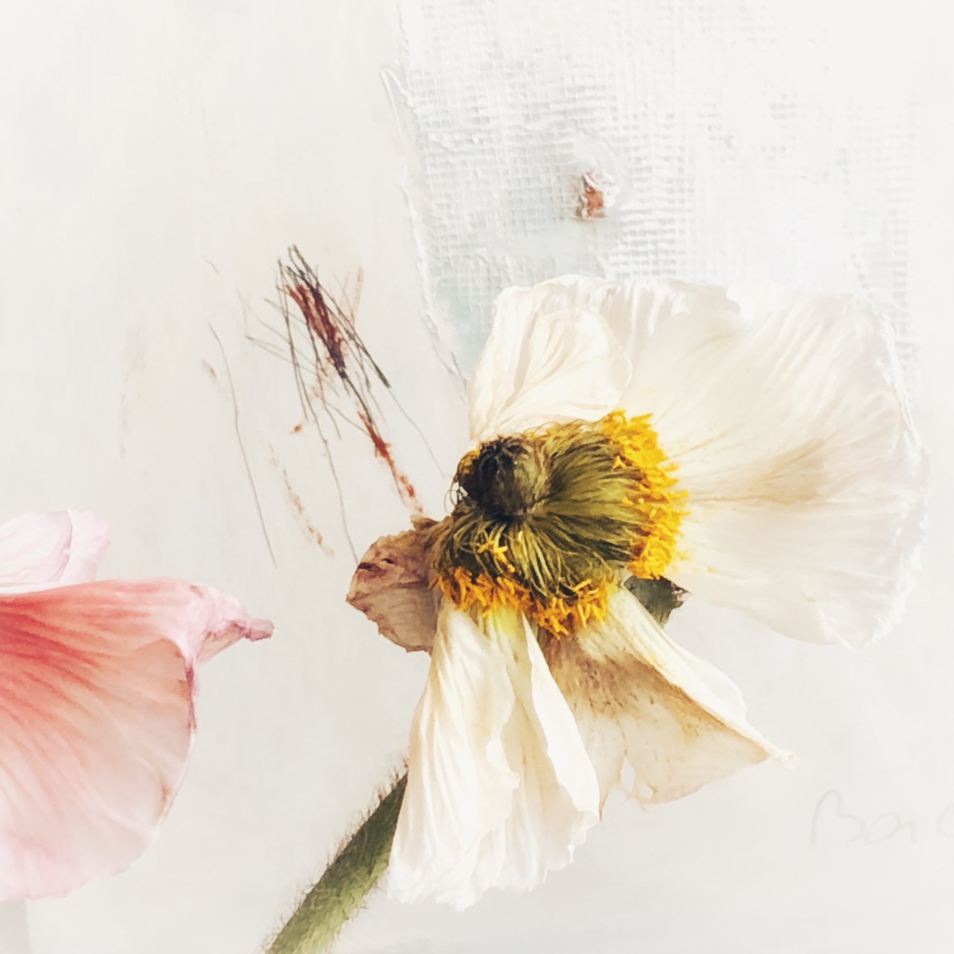 Christa Baumann - Malerei - Fotografie - Videos - cbkunst.com