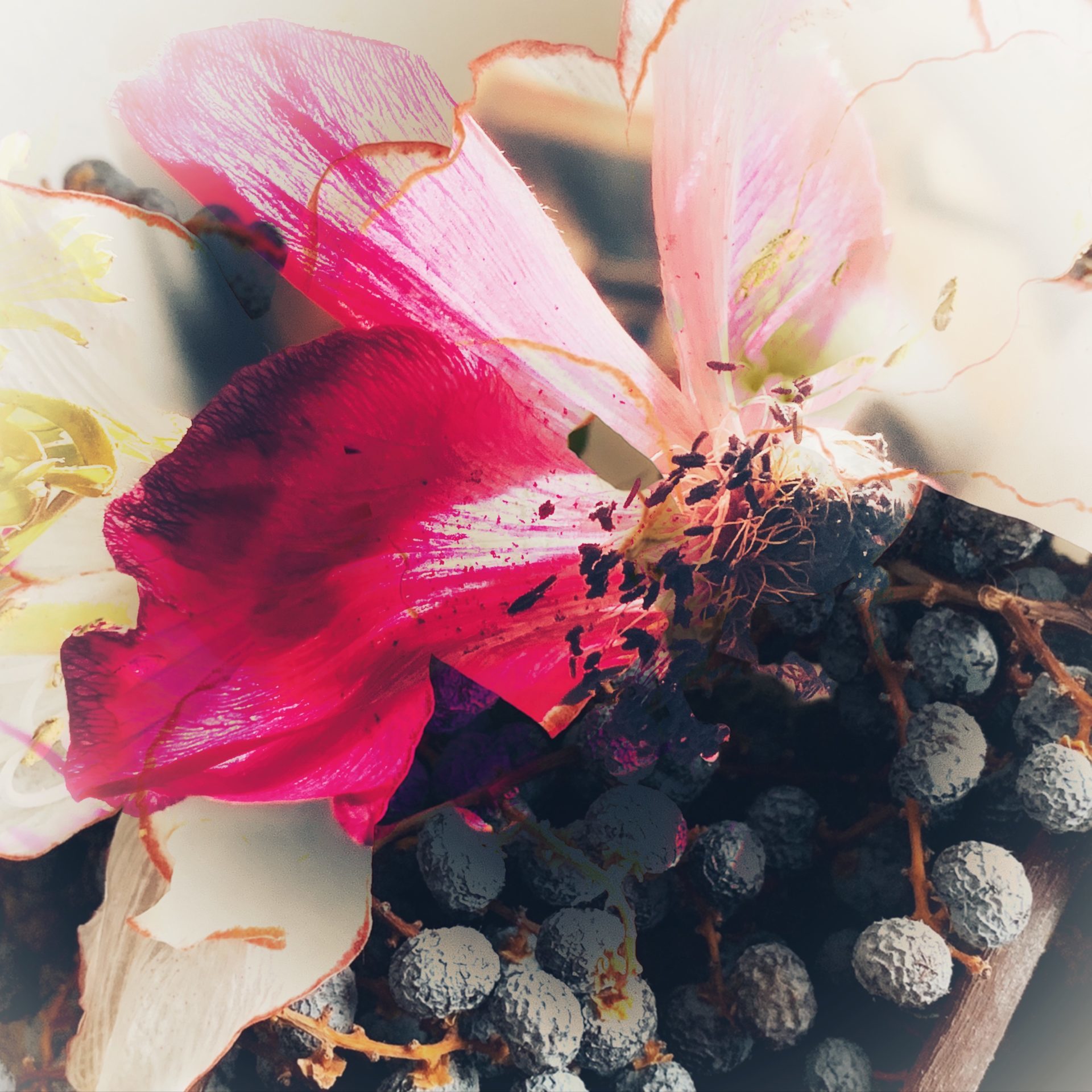 Christa Baumann - Malerei - Fotografie - Videos - cbkunst.com